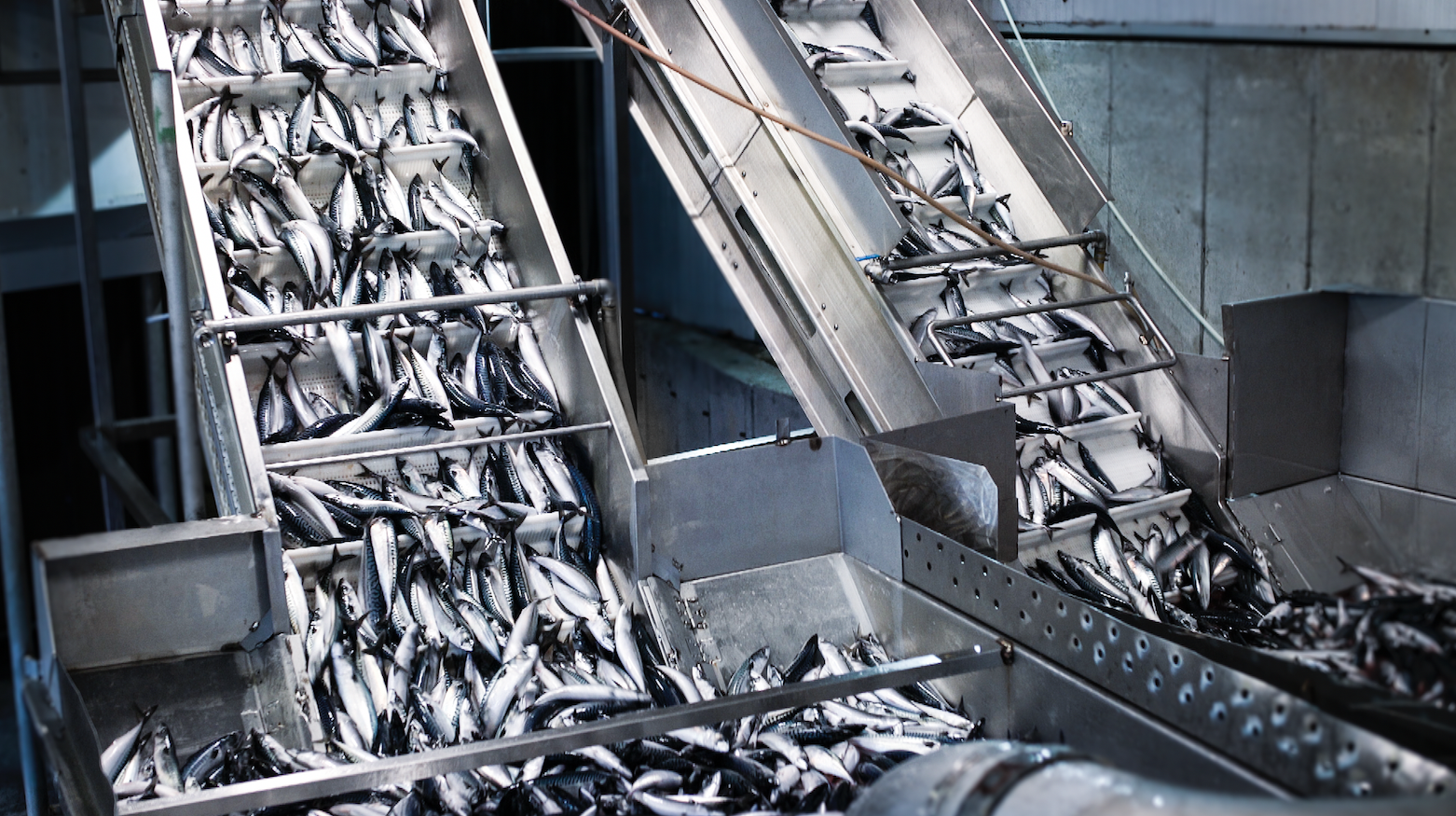 Business Areas | Nowaco